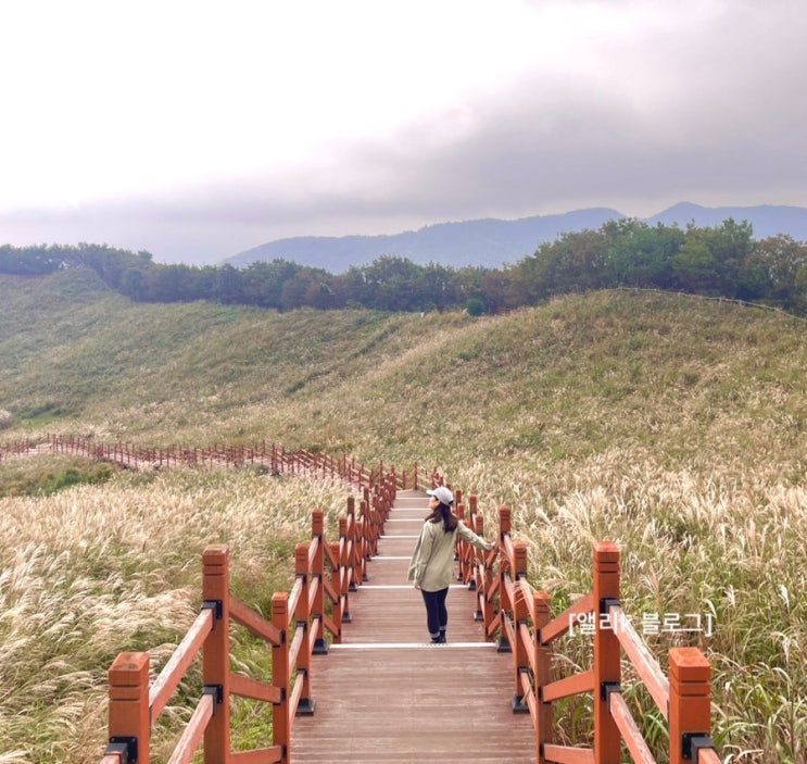 포천 가볼만한곳 명성산 가을 억새 군락지 실시간 개화 상황 Feat 주차 산정호수 네이버 블로그