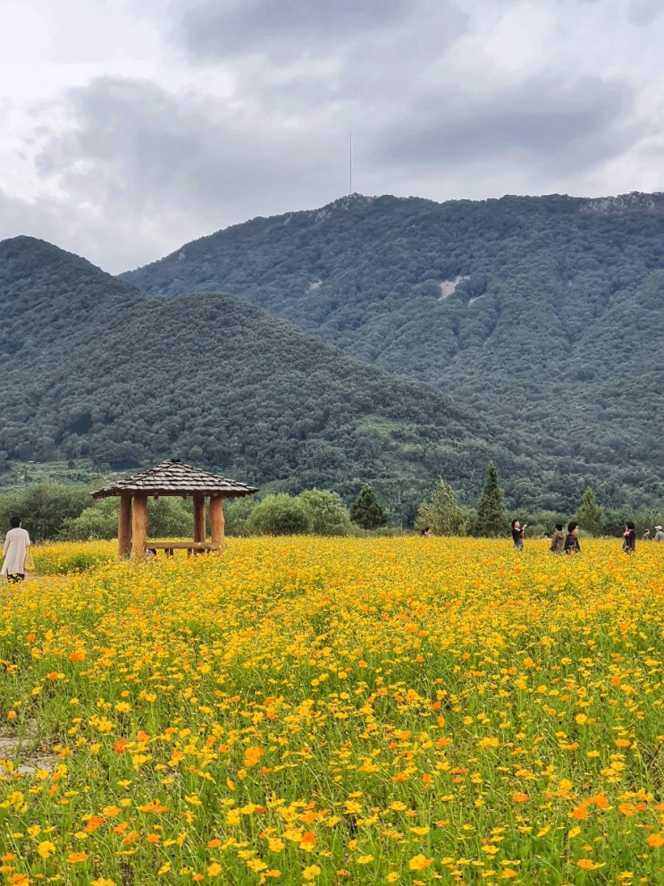 양산 황산공원 댑싸리 황화코스모스 억새 위치 포토존 주차 피크닉 가을 여행지 네이버 블로그