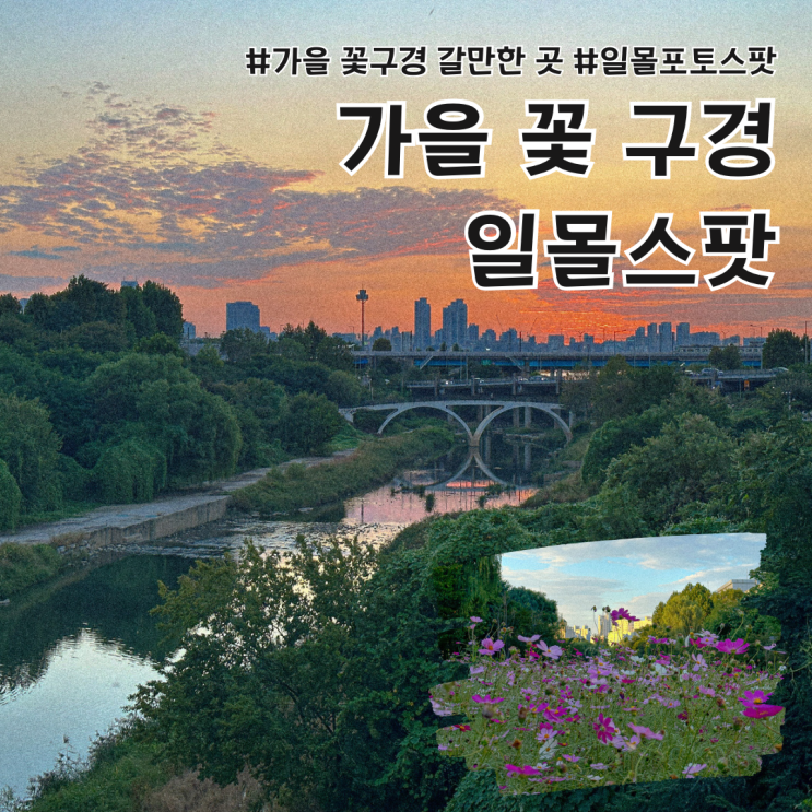 가을 꽃 구경하기 좋은 성내천 송파둘레길 코스모스 실시간 사진꿀팁과 일몰 포토스팟 네이버 블로그