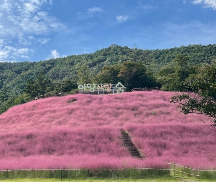전북 정읍 아이들과 당일치기 가을 여행 2 정읍사문화공원 아양사랑숲 숲놀이터 핑크뮬리 네이버 블로그