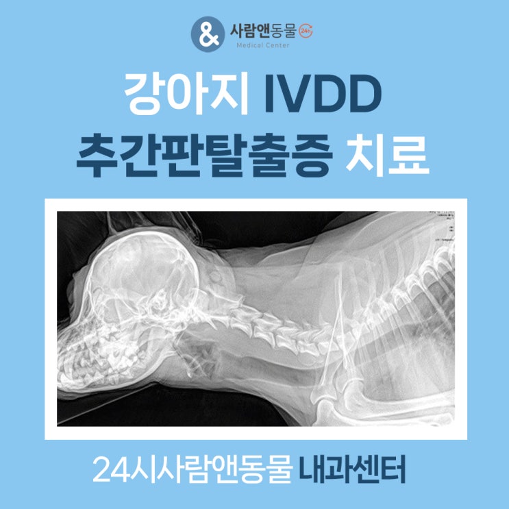 강아지 IVDD(추간판탈출증) 내과적 치료 사례 : 네이버 블로그