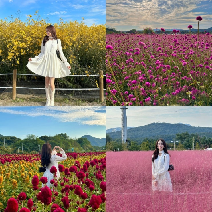 양주 나리농원 서울근교 가을꽃구경♥ 20231003 천일홍축제 실시간 개화핑크뮬리 천일홍 코스모스 맨드라미