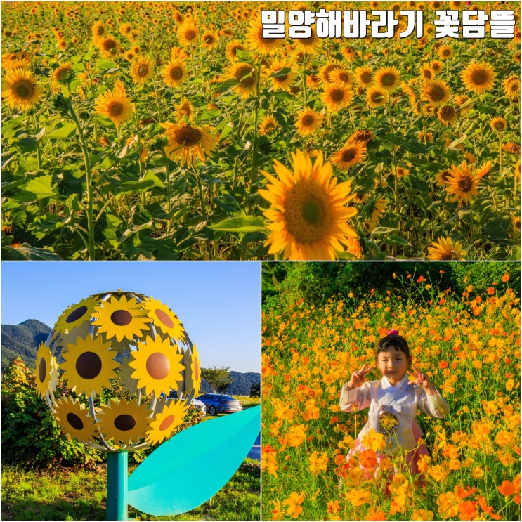경남 데이트 코스 가을 여행 추천 해바라기 명소 밀양 산외 꽃담뜰 네이버 블로그