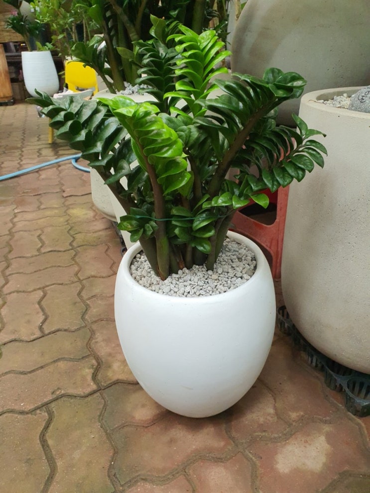 실내 인테리어 화분 : 네이버 블로그