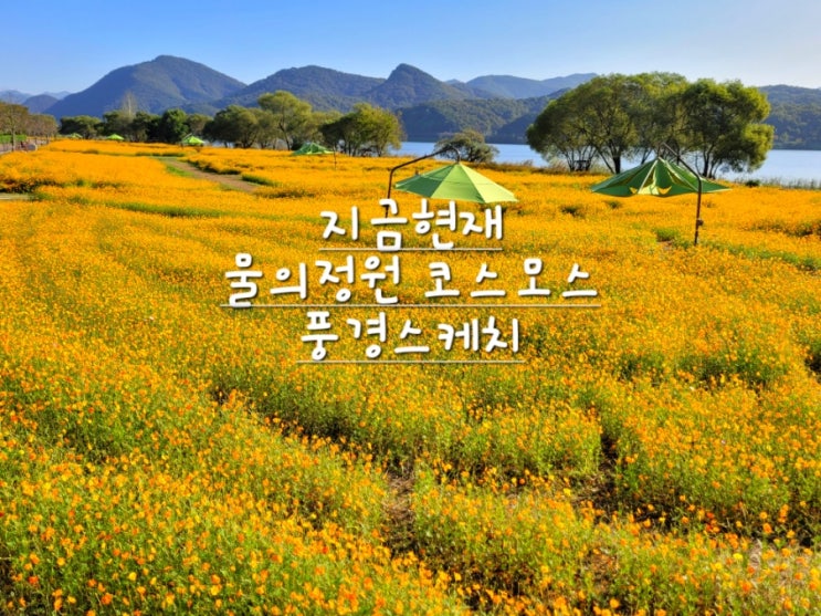 지금현재 실시간~ 양평 두물머리 가을풍경 남양주 물의정원 코스모스 서울근교 가을여행지로 추천 네이버 블로그