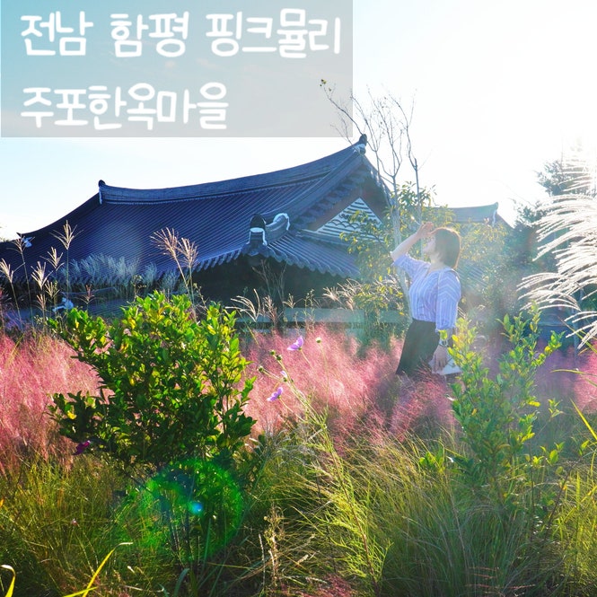전남 함평 여행 주포한옥마을 핑크뮬리 억새 코스모스 및 한옥민박 오토캠핑 정보 네이버 블로그