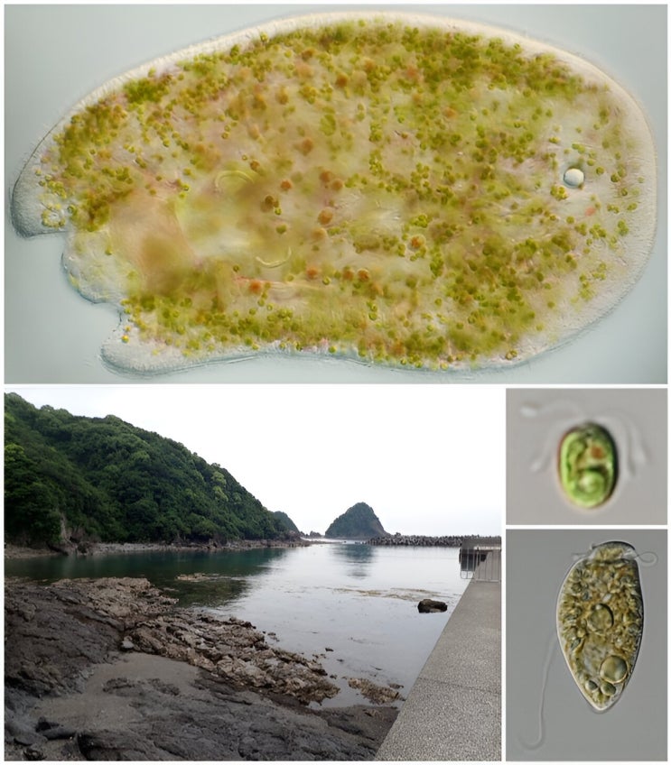 광합성으로 에너지를 얻는 동물 무장류 : 네이버 블로그