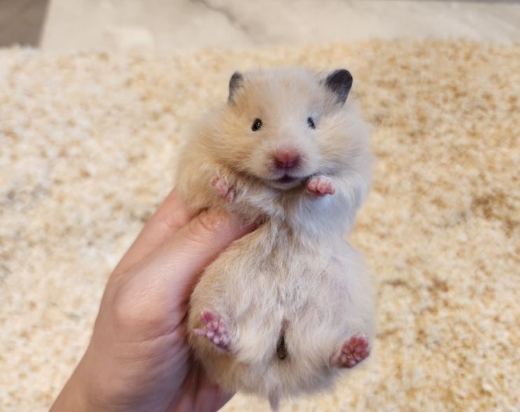 햄스터분양가 수명 특징 탬펫이 최고아크릴케이지 판매중 네이버 블로그