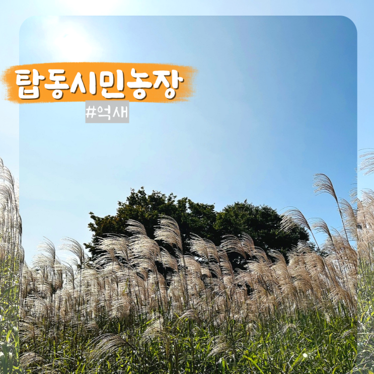 수원 탑동시민농장 연꽃 가고 억새와 메밀꽃 천일홍 가득 수원 나들이 네이버 블로그