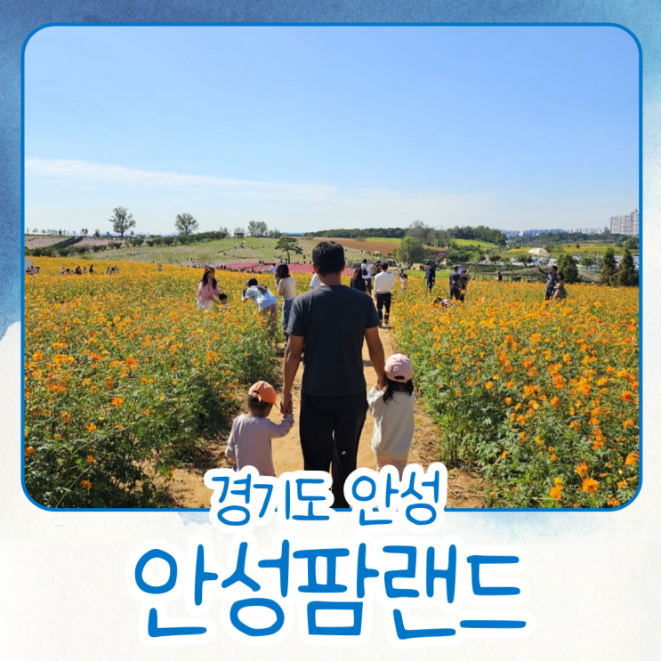 안성팜랜드 코스모스 경기도 10월 가을 코스모스 핑크뮬리 여행지는 여기지도 토끼띠 무료입장 네이버 블로그
