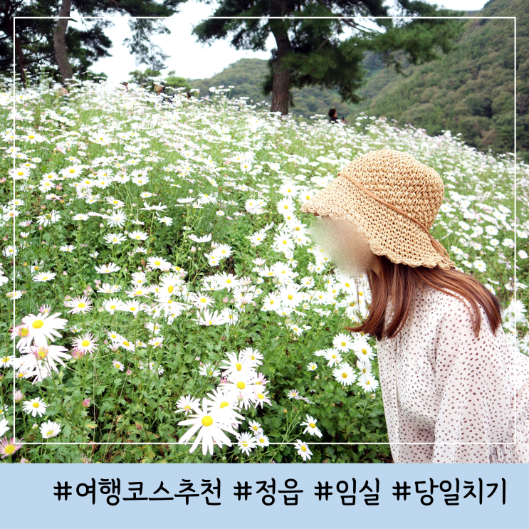 대구 출발 당일여행코스 정읍 구절초테마공원 임실치즈축제 네이버 블로그