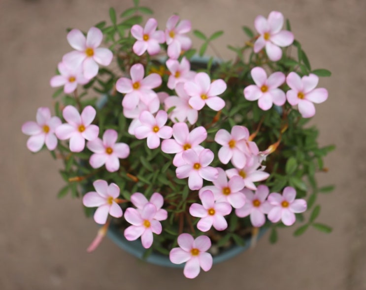 Oxalis sp. pick Boudoir : 네이버 블로그