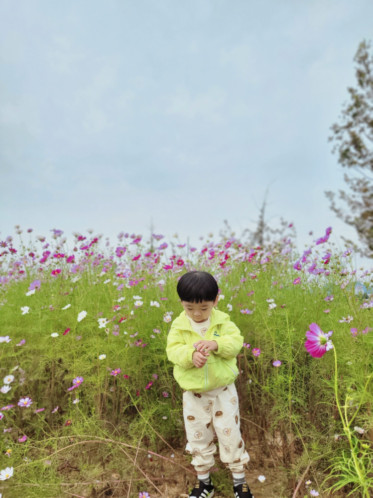 안성팜랜드 코스모스 And 핑크뮬리 구경 할인 정보 10월 꽃구경 네이버 블로그