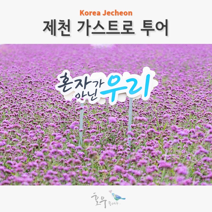 제천 먹거리 가스트로 투어와 가을 여행 추천 모산비행장 네이버 블로그