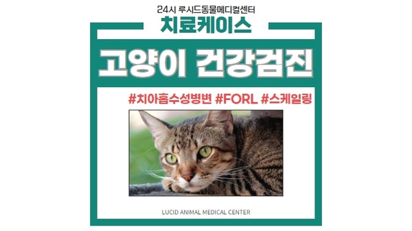 고양이 치아 흡수성 병변(FORL)과 스케일링, 치과 동물병원 : 네이버 블로그