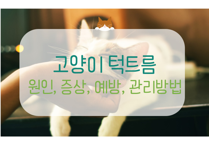 고양이 턱드름 원인 증상 예방 관리 치료방법 네이버 블로그