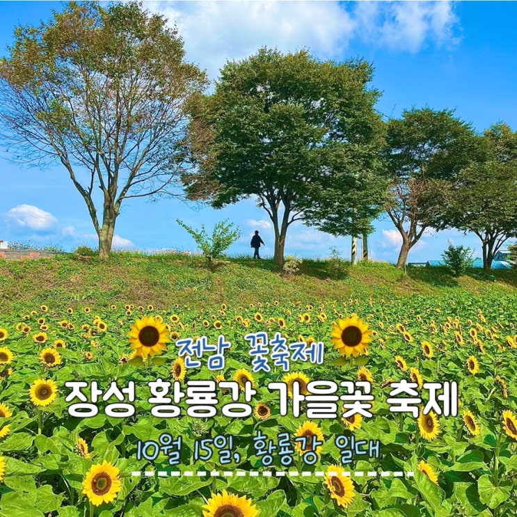 전남 장성 황룡강 가을꽃축제 기본정보 주차장 불타는 트롯맨 초대 가수 손태진 신성 민수현 김중연 박민수 공훈 에녹 등 네이버 블로그