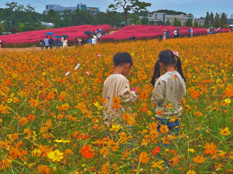 안성 팜랜드 코스모스 축제 핑크뮬리 산책 팁과 할인 경기도 아이와 가볼만한곳 네이버 블로그