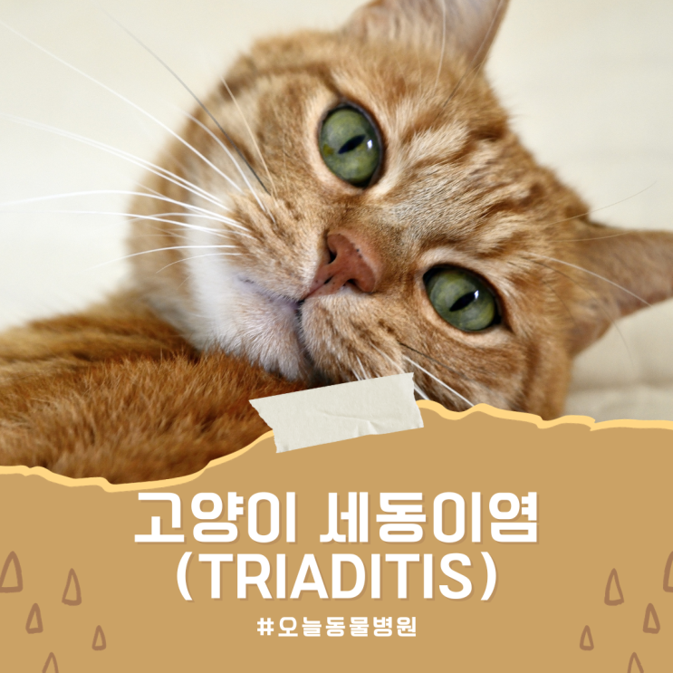 고양이 세동이염(Triaditis) : 네이버 블로그