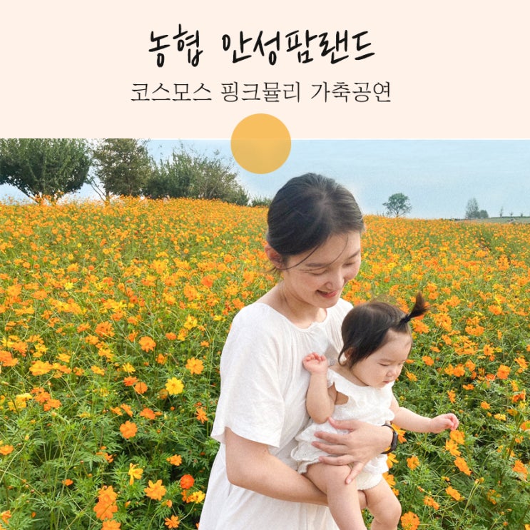 안성팜랜드 할인 코스모스 핑크뮬리 입장료 주차 가축공연 꿀잼 네이버 블로그