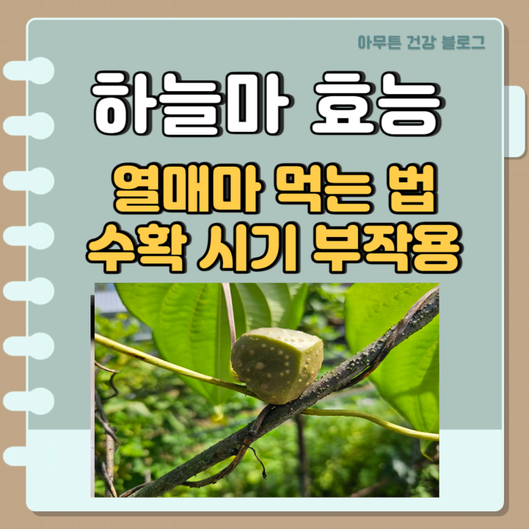 하늘마 효능 열매마 먹는 법 수확 시기 부작용 네이버 블로그