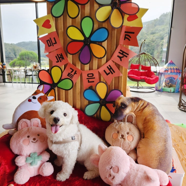 세종 애견카페 바투 넓고 쾌적한 애견운동장 : 네이버 블로그