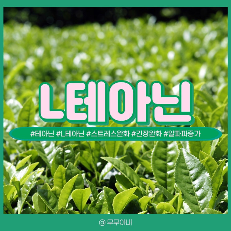 L 테아닌 효과 언제가 좋을까 네이버 블로그