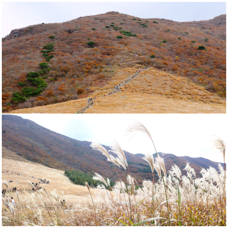 울산 가볼만한곳 영남 알프스 신불산 울산 간월재 억새군락지 시기 코스 네이버 블로그