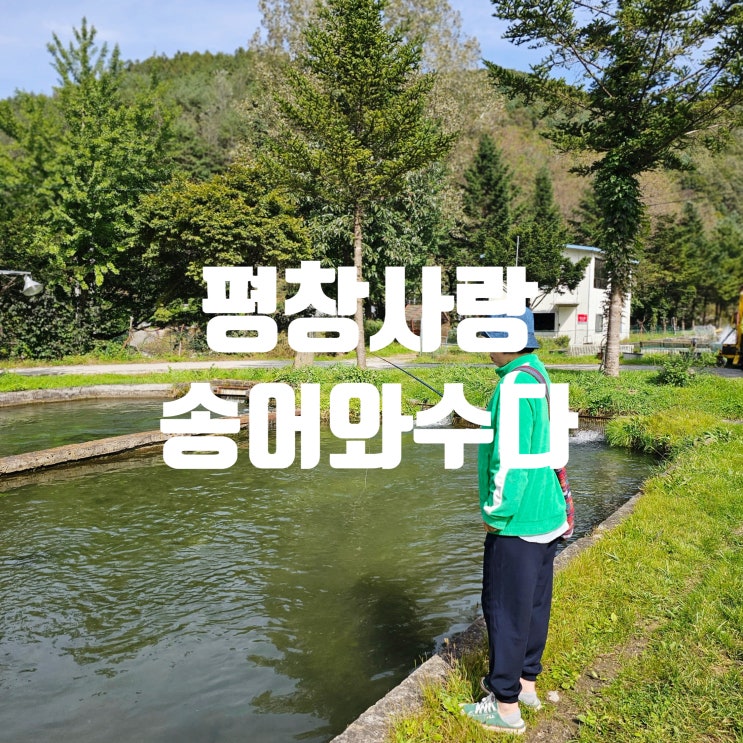 평창 가을 가볼만한 곳 평창사랑 송어와 수다 원복송어낚시체험88송어횟집광천선굴천지애농원 네이버 블로그