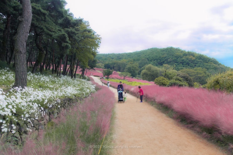핑크뮬리 명소 대구 근교에도 있다 칠곡 가산수피아 네이버 블로그
