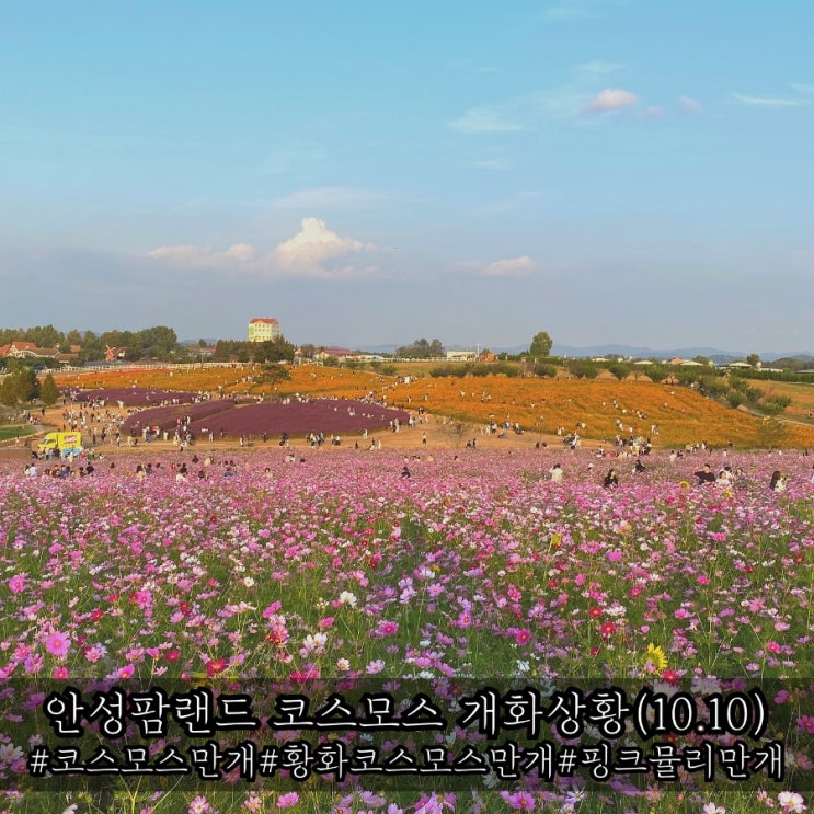 안성팜랜드 코스모스 핑크뮬리 개화상황 만개(10.10기준) : 네이버 블로그