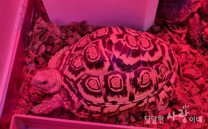 레오파드 육지거북 먹이 수명 육지거북이 키우기 네이버 블로그