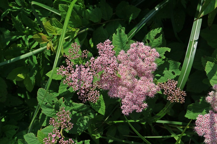 좀조팝나무 : 네이버 블로그