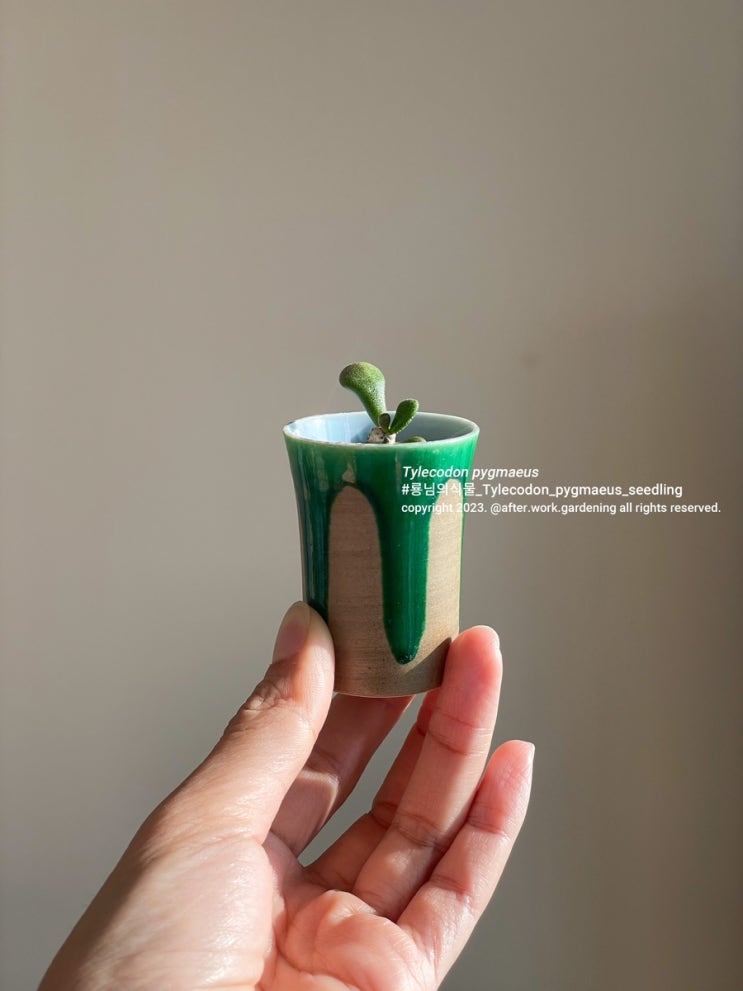 [Tylecodon pygmaeus] 일년된 틸레코돈 피그매우스 파종기 : 네이버 블로그