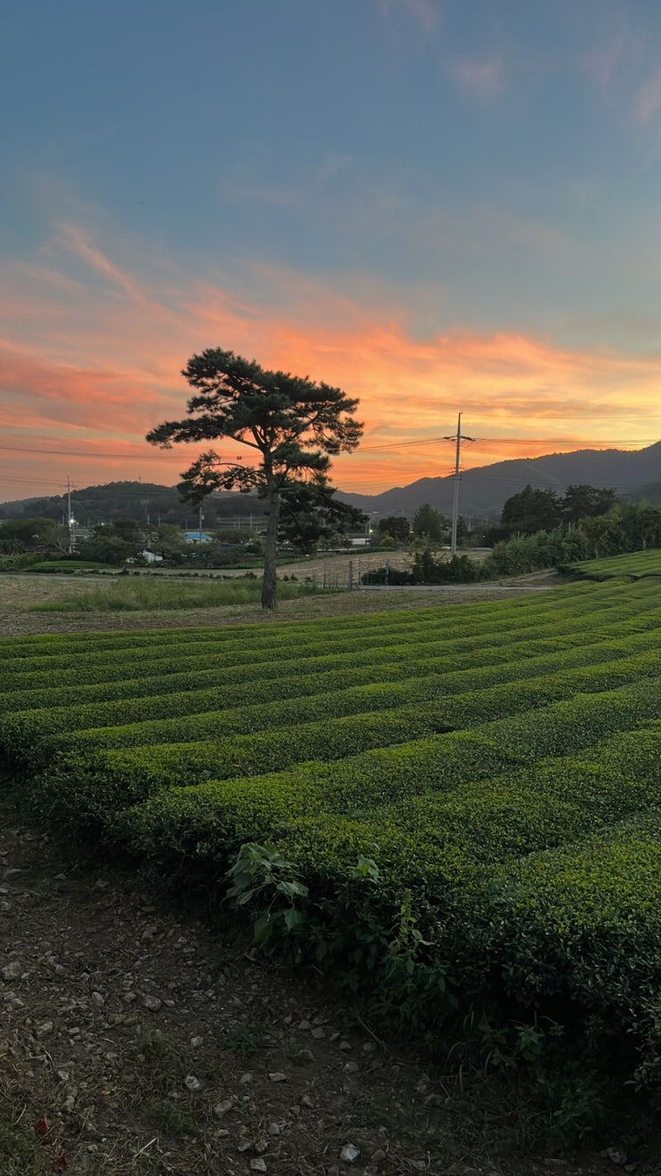 전남 보성 애견동반 구름속의산책펜션 광주 전남 보성 녹차밭 뷰 맛집 애견동반 펜션 숙소 네이버 블로그