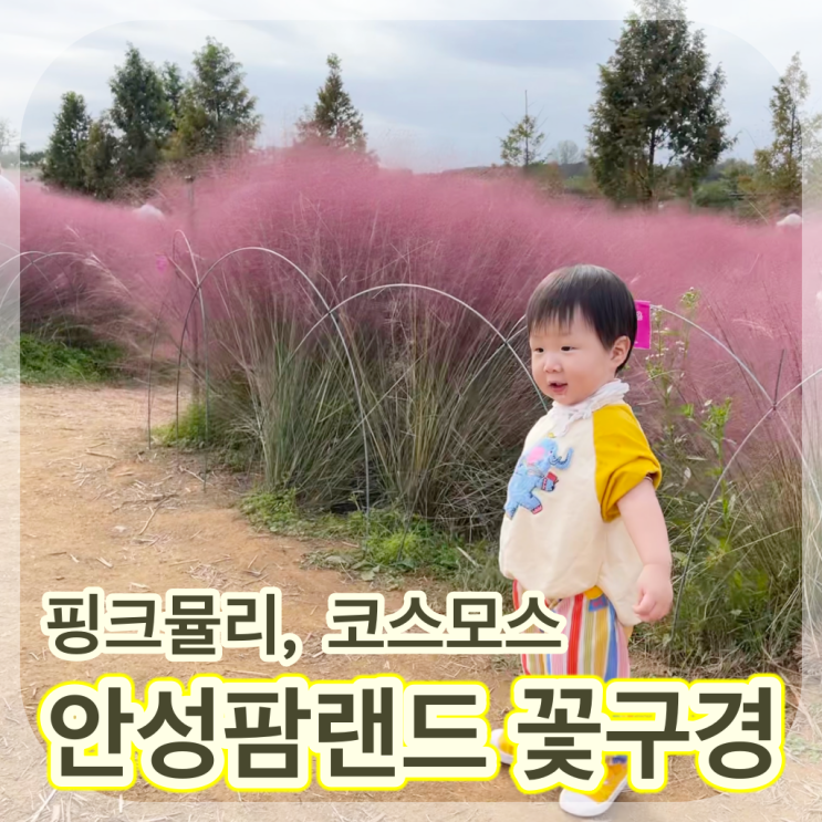 안성 아기랑 갈만한곳 가을 안성팜랜드 코스모스 축제 핑크뮬리 지도 네이버 블로그