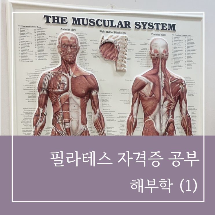 리앤뉴필라테스 해부학 첫수업 솔직후기 꿀팁대방출 네이버 블로그