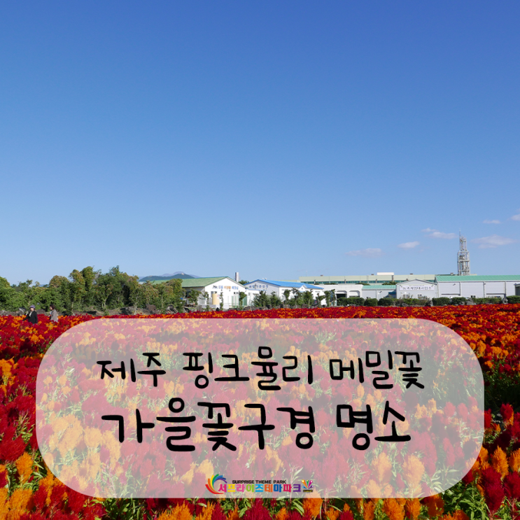 제주 가을꽃구경 명소 핑크뮬리 메밀꽃 모아보기 네이버 블로그