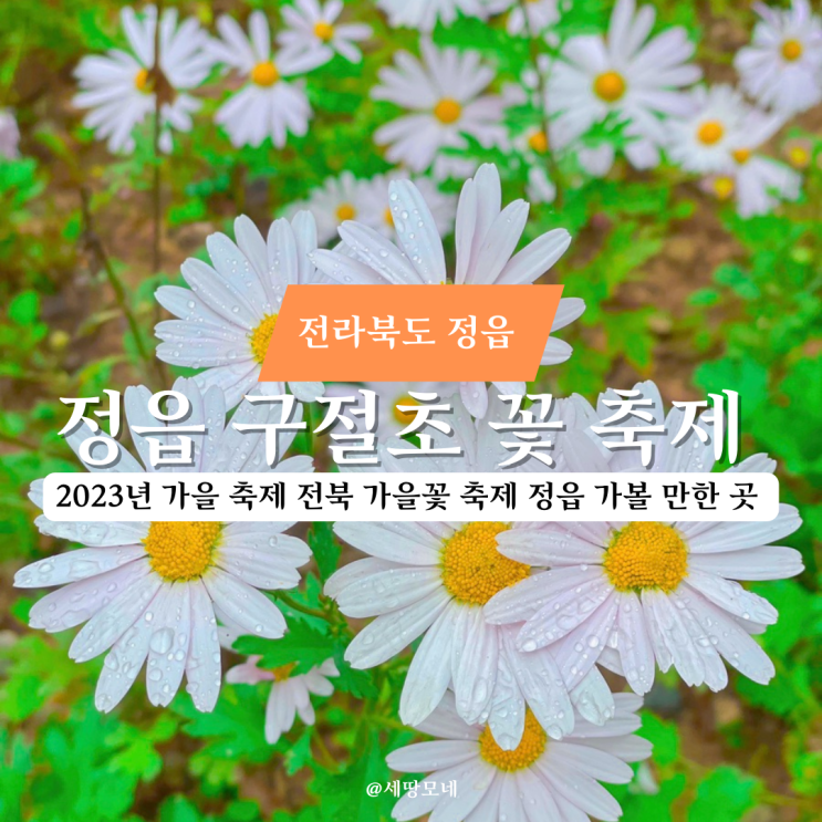 2023년 가을 축제 전북 가을꽃 축제 정읍 가볼 만한 곳 정읍 구절초 꽃 축제 네이버 블로그