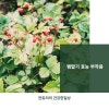 뱀딸기 효능 부작용 뱀딸기 먹어도되는걸까 네이버 블로그