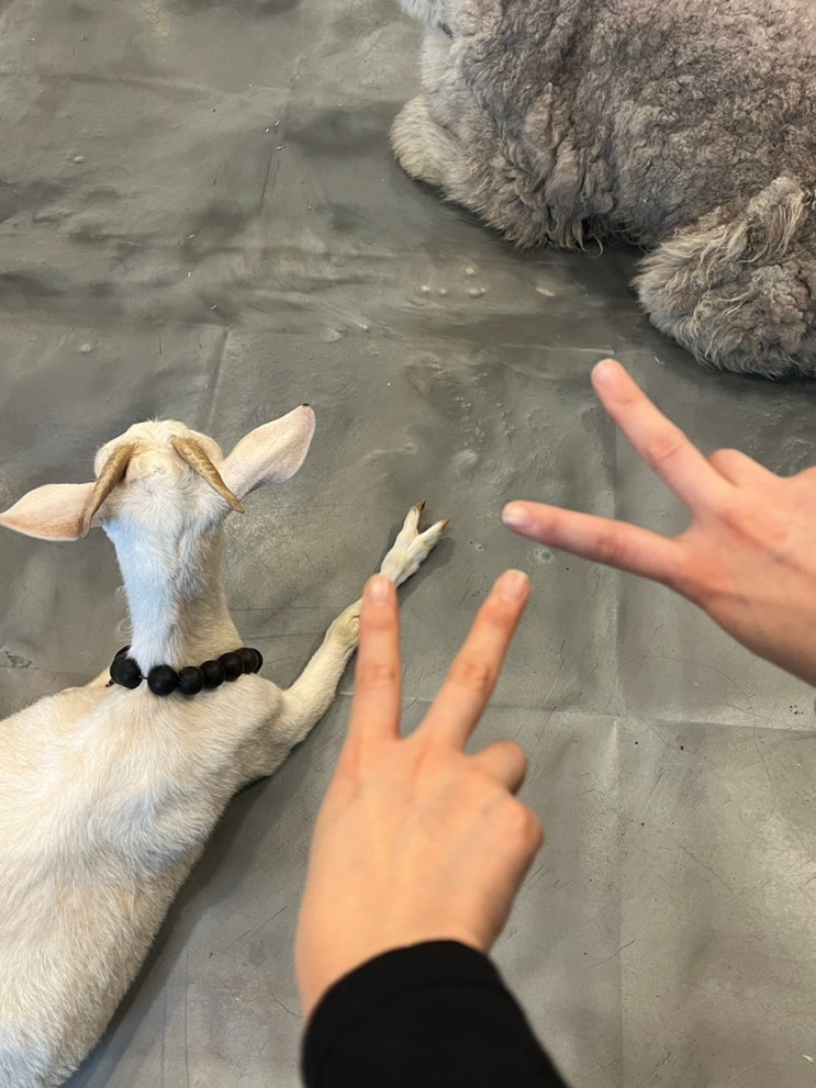 [내돈내산] 양산 와우주 / wow zoo / 양산 실내동물원 🐶 : 네이버 블로그