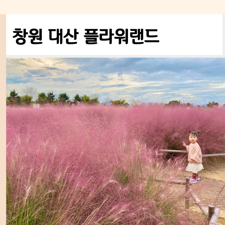 창원 아이와 가볼만한곳 대산플라워랜드 핑크뮬리 명소 코스모스 길 네이버 블로그