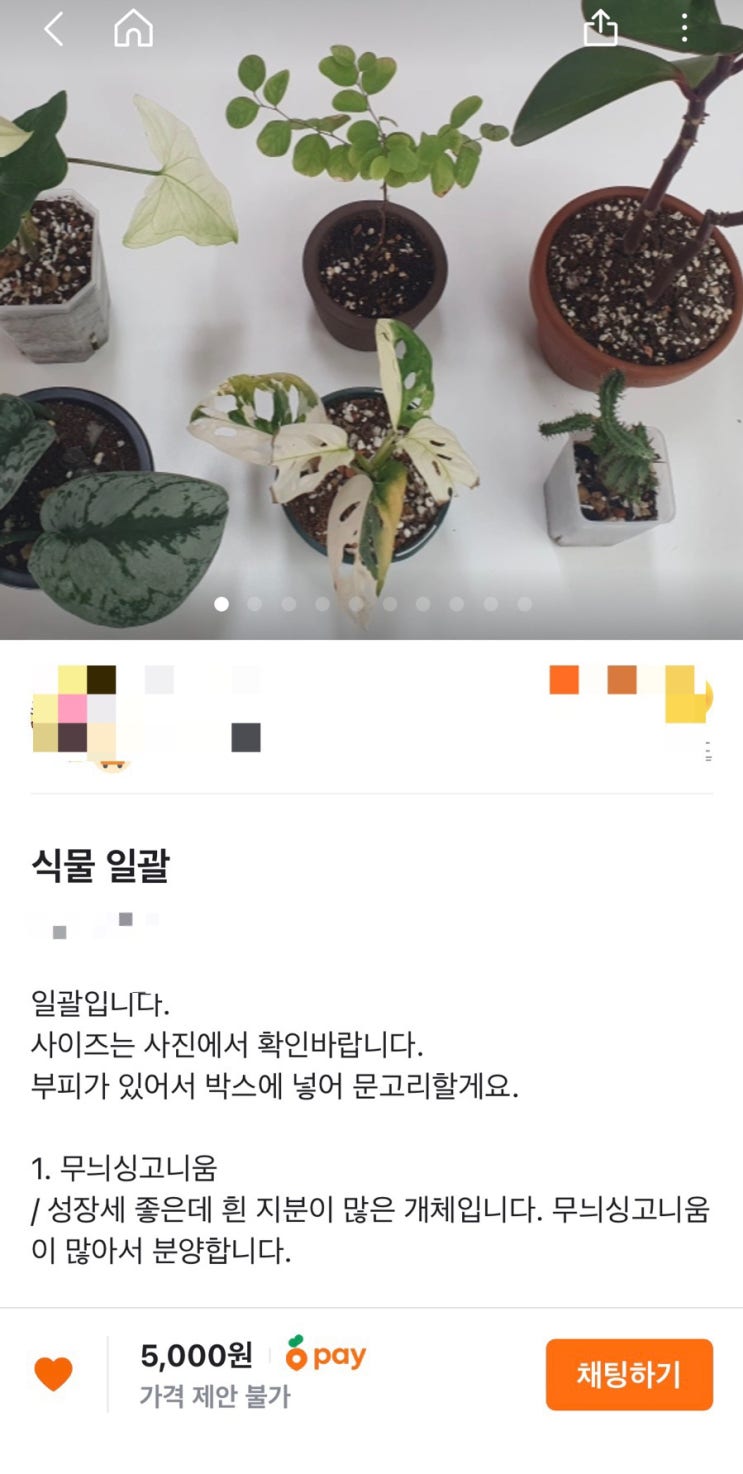 관엽식물 당근거래무늬아단소니•무늬싱고니움•홍페페•엔젤스킨답서스 픽투스•브레이니아ft 몬스테라선인장 네이버 블로그