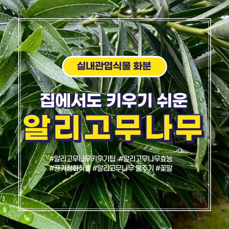 키우기쉬운 실내 공기정화 관엽식물 종류 알리고무나무 키우기팁 물주기 효능 꽃말 네이버 블로그