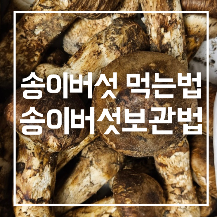 송이버섯 먹는 법과송이버섯 보관법 알아봐요 : 네이버 블로그