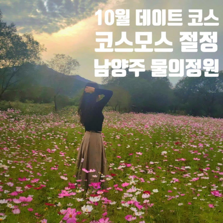 10월 데이트 코스 핑크 코스모스와 황화 코스모스 절정 가을 꽃놀이 남양주 물의정원 네이버 블로그