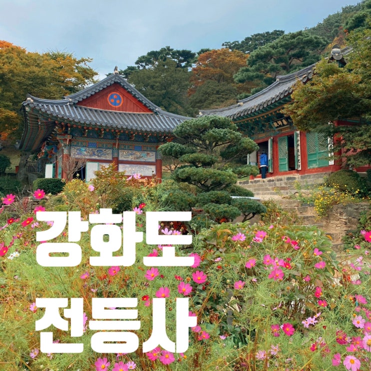 강화도 전등사 가을 단풍 죽림다원 강화 가볼만한곳 네이버 블로그