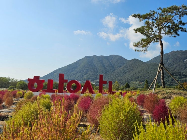 양산 댑싸리 코스모스 가을 나들이 황산공원 주차장 위치 네이버 블로그