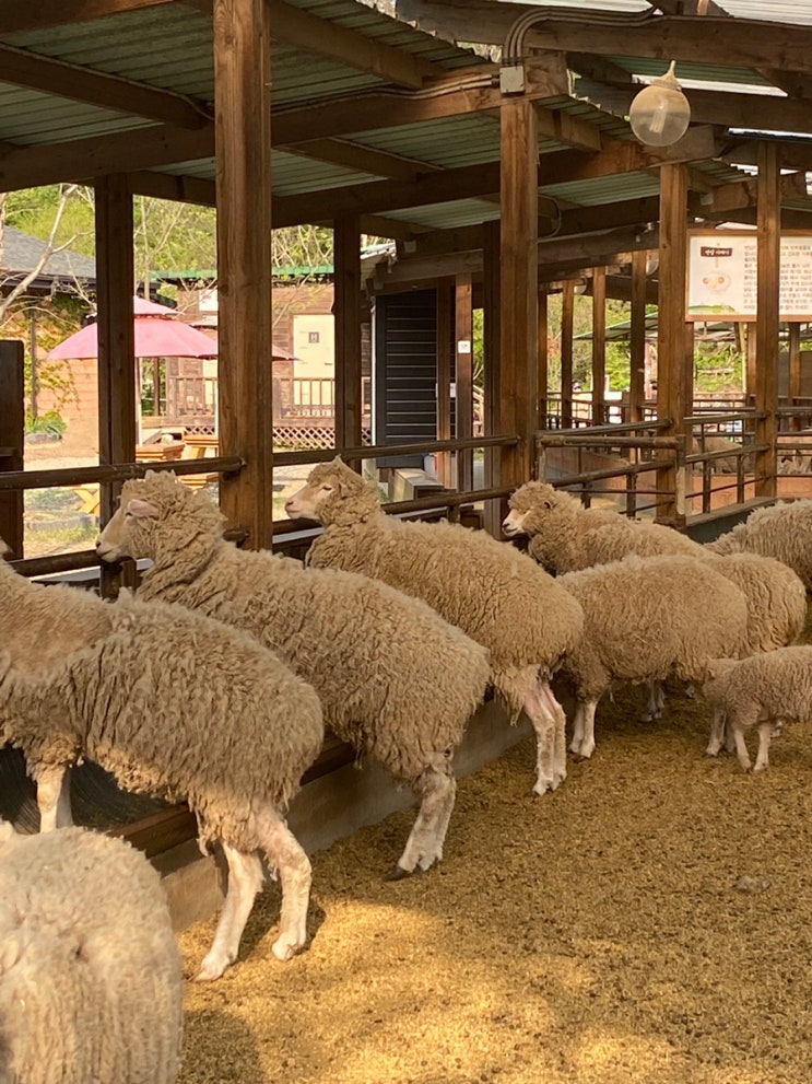 경기도 양평 양떼목장 :: 놀거리, 볼거리, 동물먹이 체험까지! : 네이버 블로그