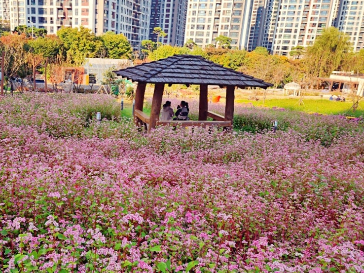 서울 꽃구경 가을 나들이 서울 야외 데이트 강동구 가볼만한곳 붉은 메밀꽃밭 팜카페 애견동반 후기 네이버 블로그
